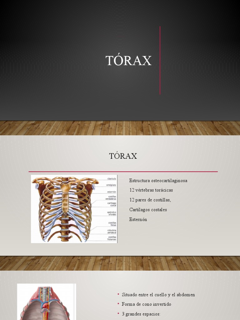 Anatomia Del Torax | PDF | Tórax | Sistema musculoesquelético