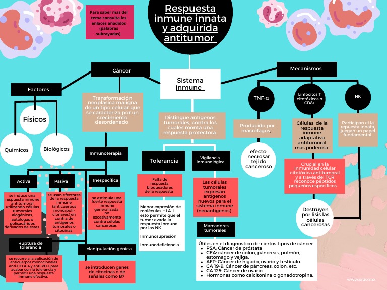 Respuesta Inmune Innata y Adquirida Antitumor | PDF | Sistema inmune ...