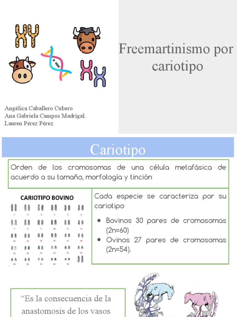 Freemartinismo Por Cariotipo | PDF | Citogenética | Cariotipo