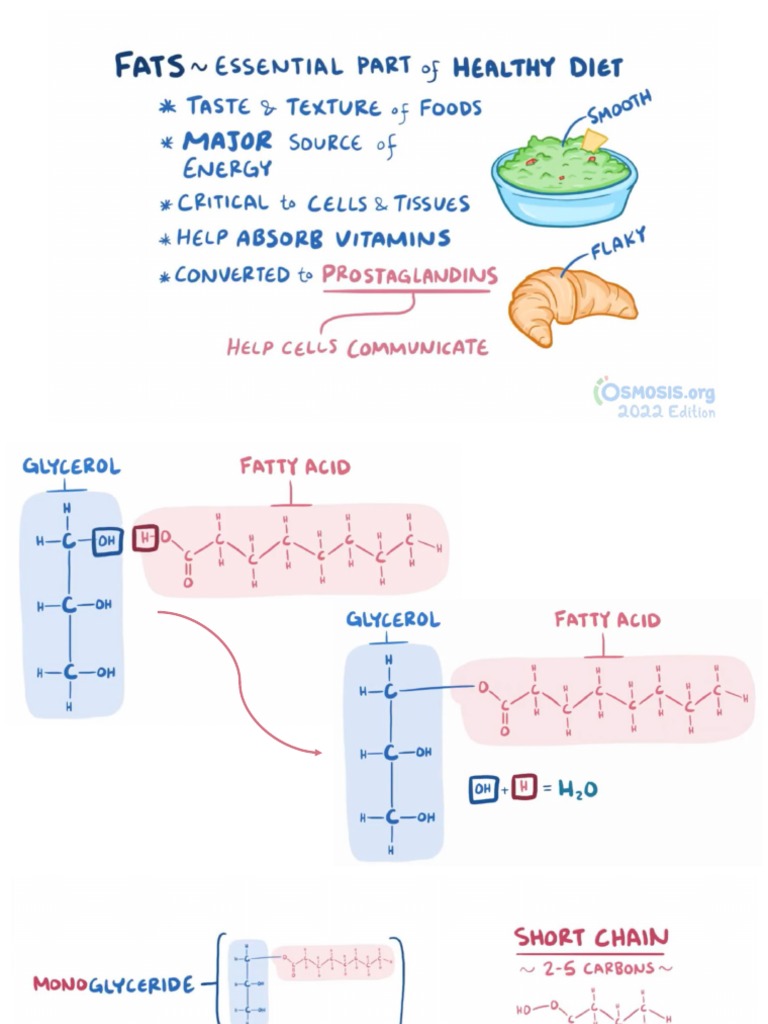 Video To Slide (Fats Lipids) | PDF