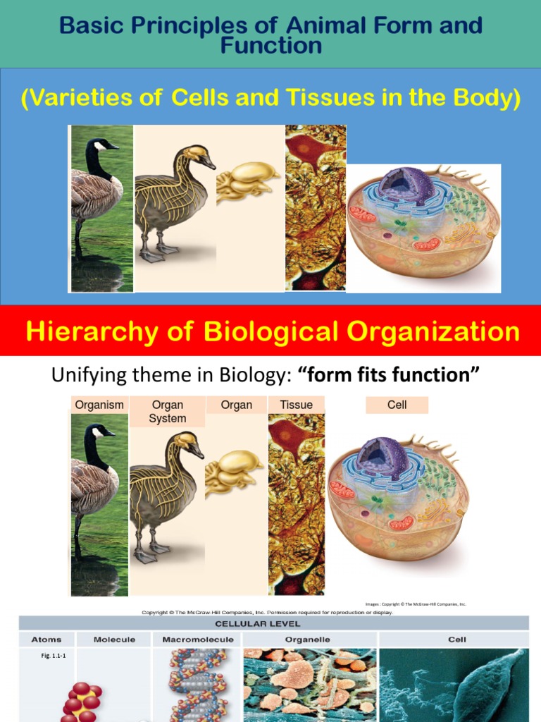 Animal Cells And Tissues Pdf Epithelium Connective Tissue