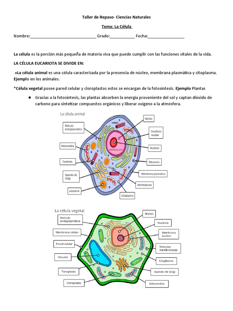 Taller de Repaso #1 La Celula | PDF | Bienestar