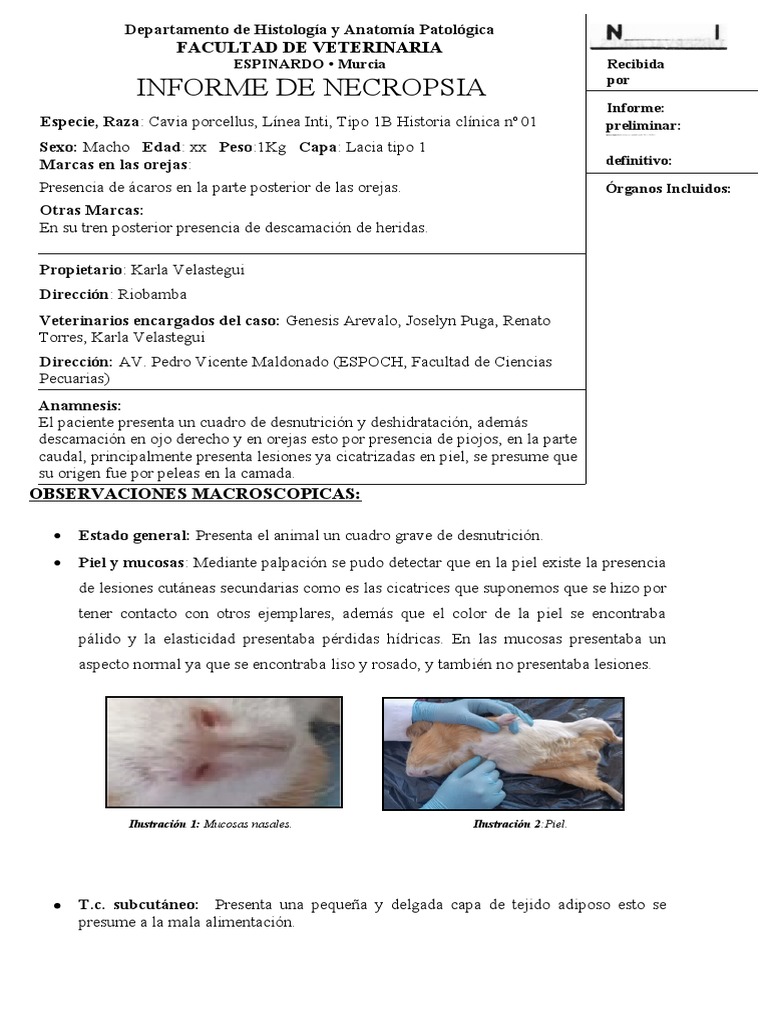 Informe de Necropcia | PDF
