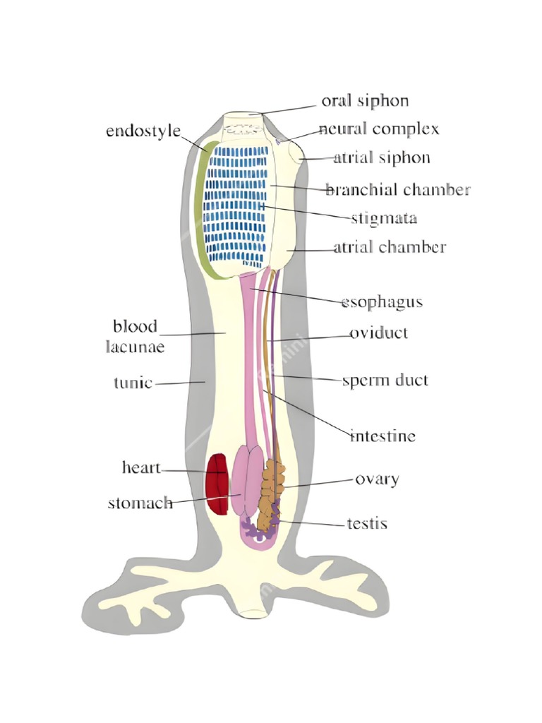 Simple Body Plan of The Chordate Ascidian | PDF