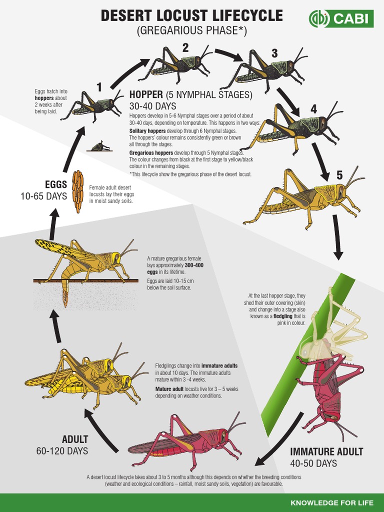Desert Locust Gregarious Lifecycle FINAL | PDF | Insects