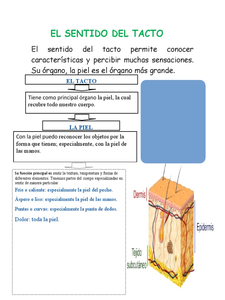 Partes del sentido del tacto en niños | PDF