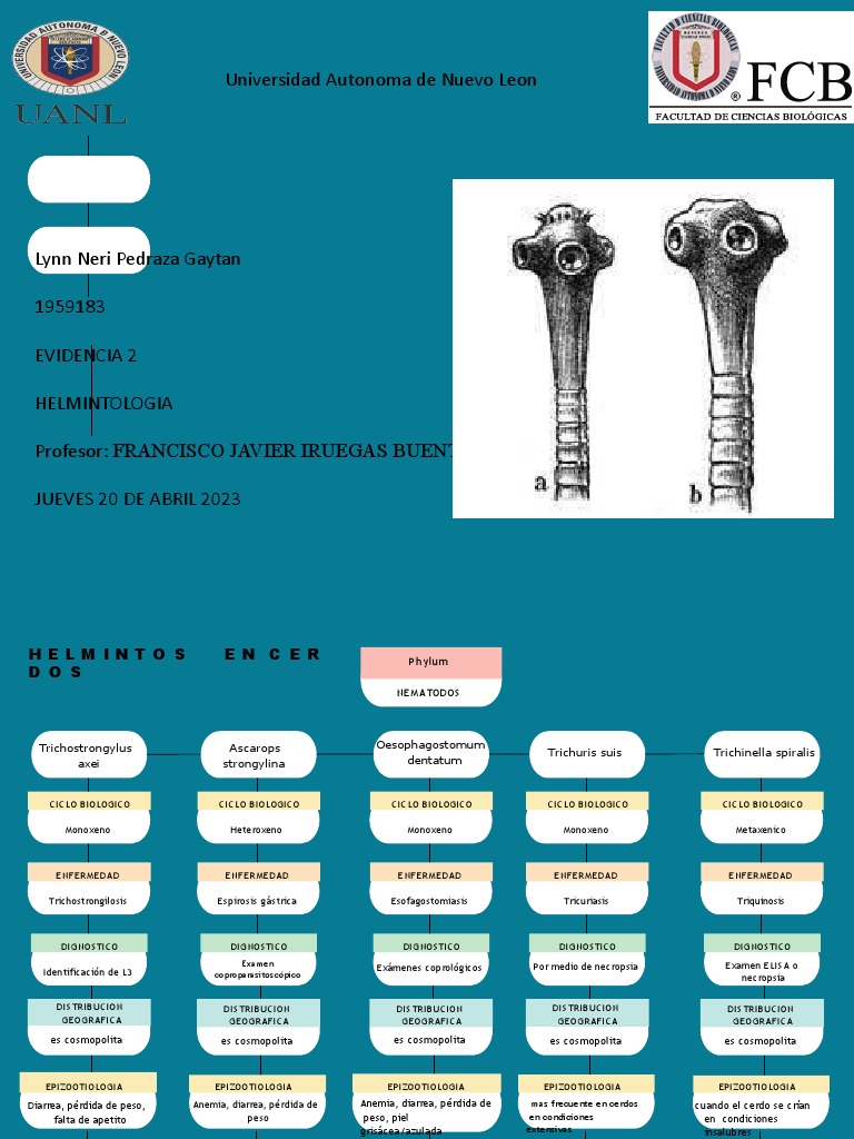 Ev.2 Mapa Conceptual | Descargar gratis PDF | Especialidades Medicas | Enfermedades y trastornos