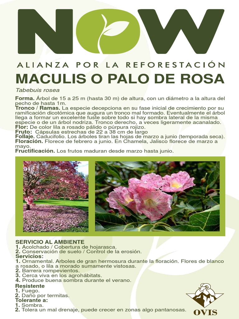 Maculi Palo de Rosa Tabebuis Rosea (1) | PDF