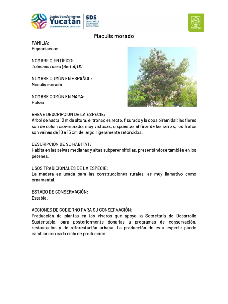 Maculis Morado | PDF