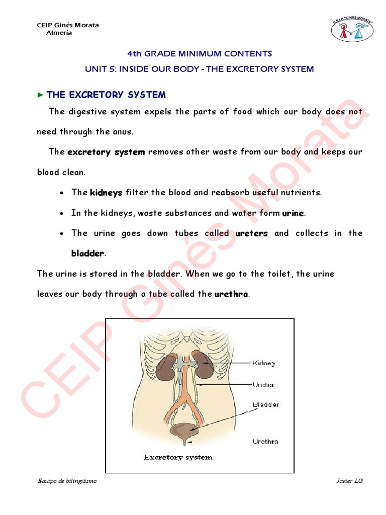 Excretory System Overview for 4th Grade | PDF | Urinary Bladder | Kidney