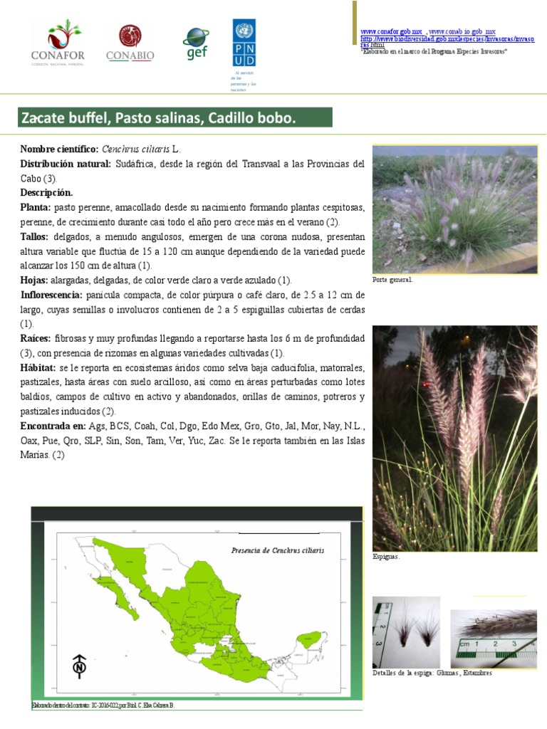Pasto Buffel 1 | PDF | Hogar, jardinería y bricolaje