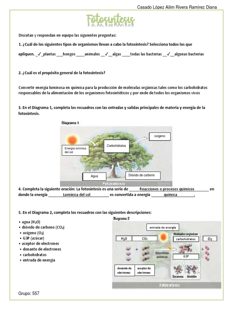 Ejercicio Bachillerato Fotosíntesis | PDF