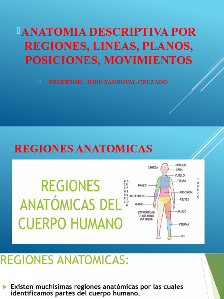 3ra Clase Regiones Anatomicas | PDF