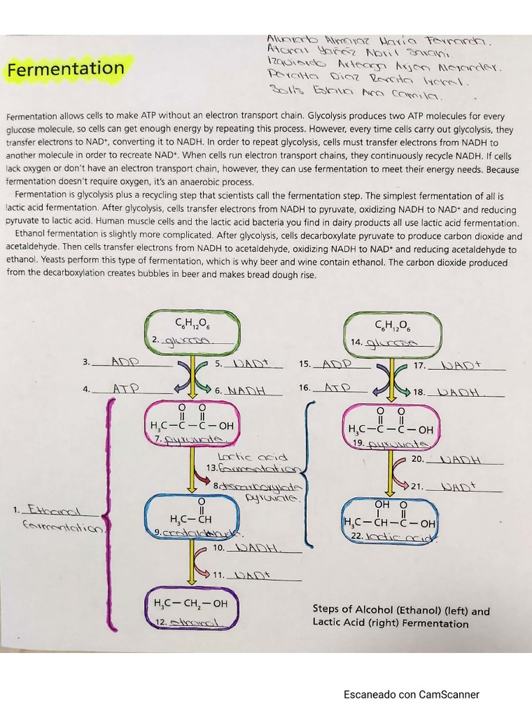 Esquema - Fermentación. | PDF