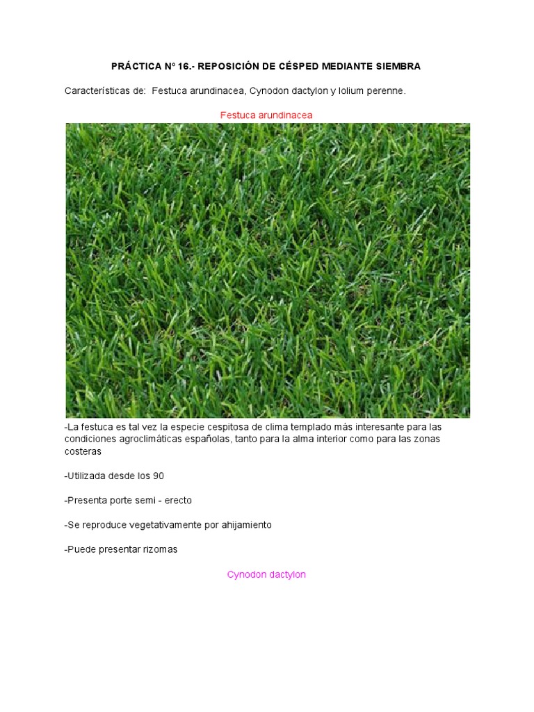 Reproducción y siembra de césped | PDF | Hogar, jardinería y bricolaje