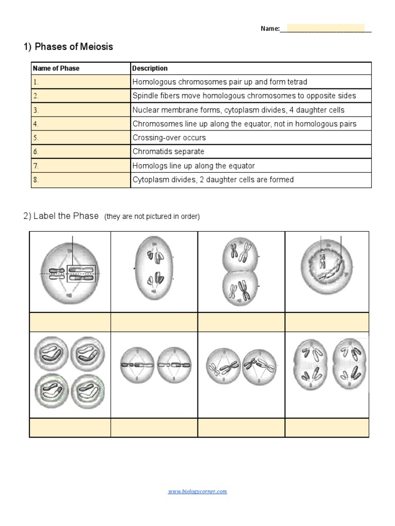 Phases of Meiosis R | PDF | Science & Mathematics