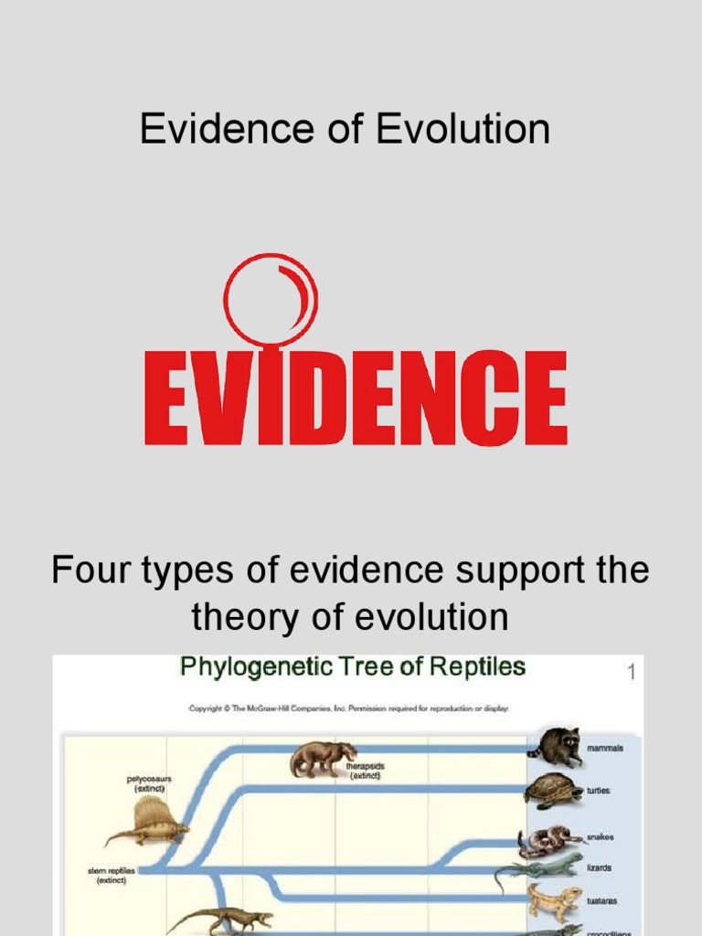 Evidence of Evolution | PDF