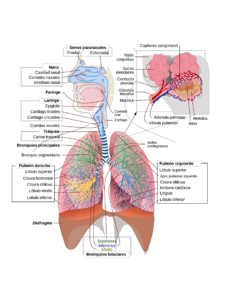 Corzon y Pulomes | PDF
