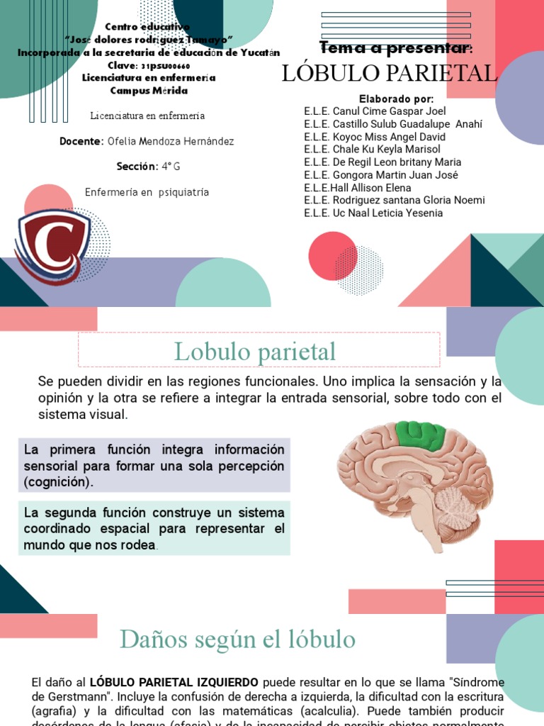 Lobulo Parietal | PDF | Neurología | Percepción