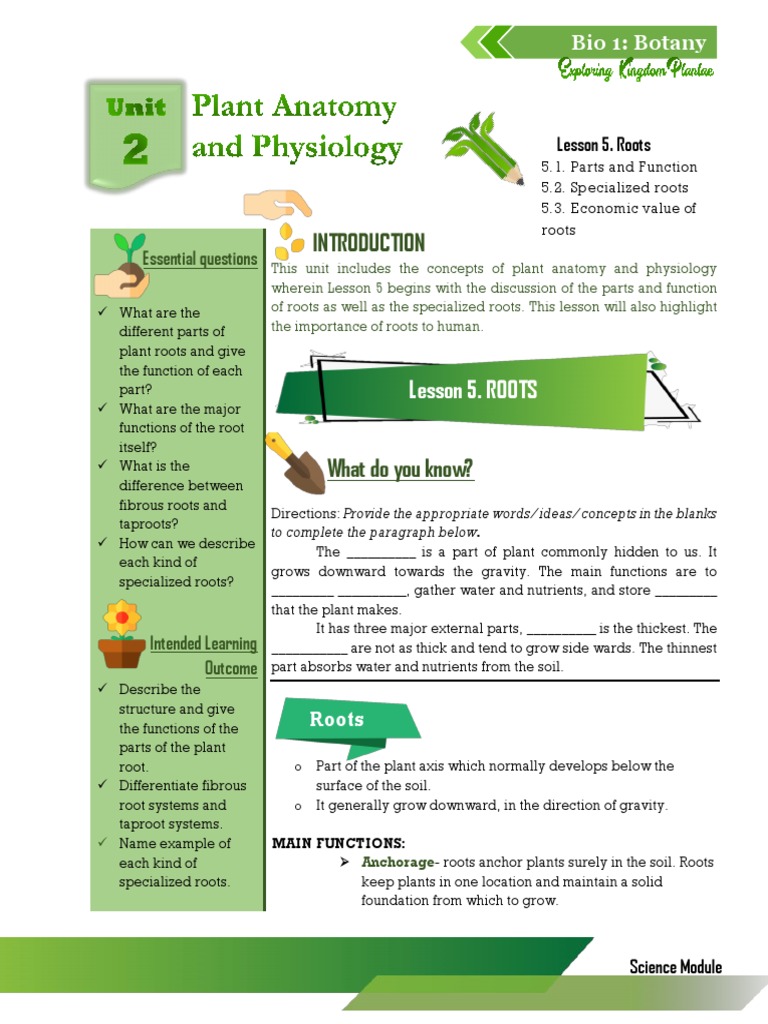 Botany Lesson 5 | PDF | Root | Anatomy