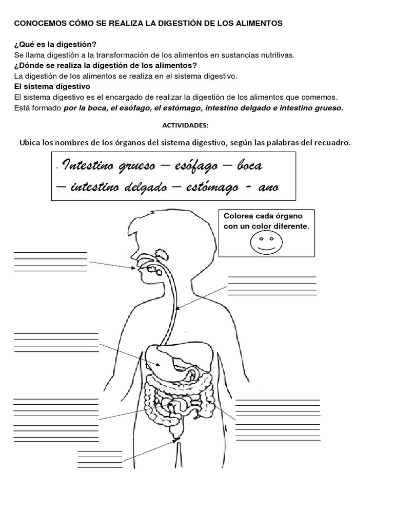 Conocemos El Sistema Digestivo - CyT | PDF