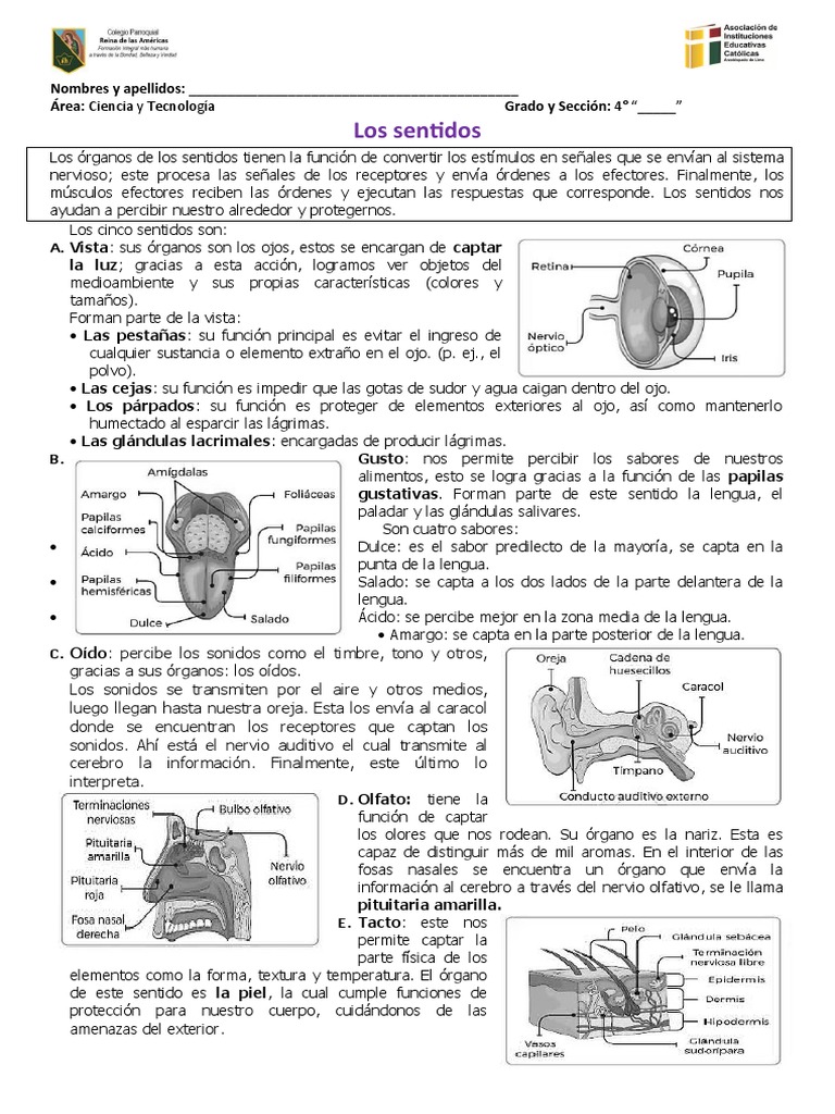 Los Sentidos | PDF | Gusto | Percepción