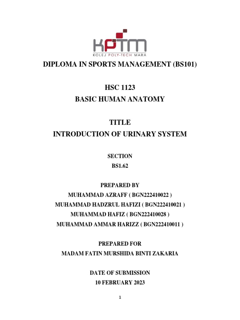 Anatomy and Function of Urinary System | PDF | Urinary Bladder ...