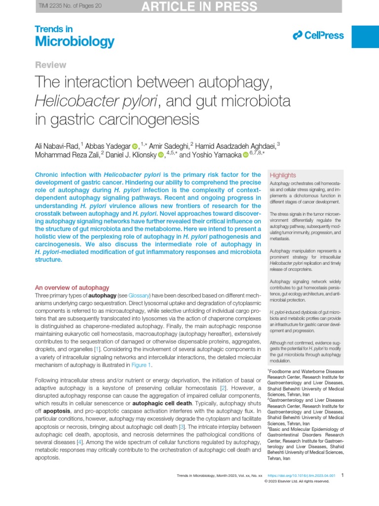 The Interaction Between Autophagy, Helicobacter Pylori, and Gut Microbiota in Gastric ...
