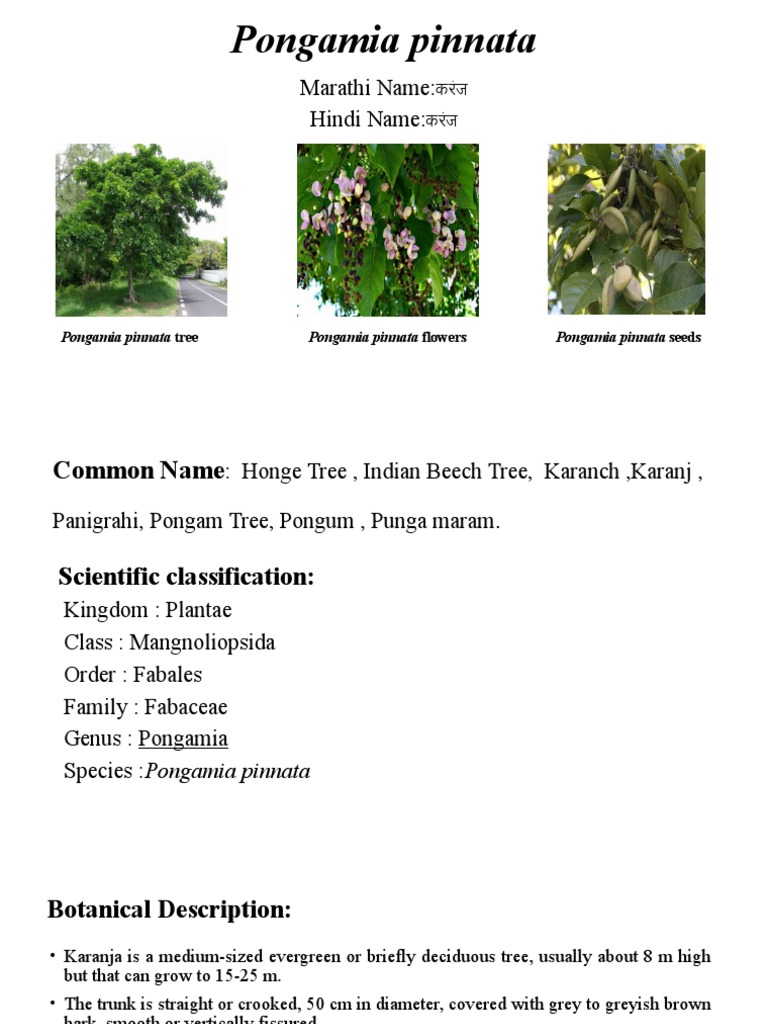 Pongamia Pinnata: Uses and Classification | PDF