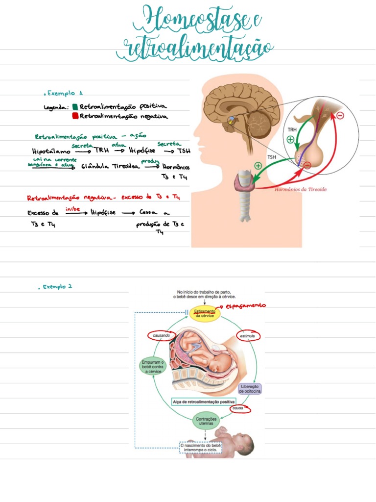Homeostase e Retroalimentação 4 | PDF