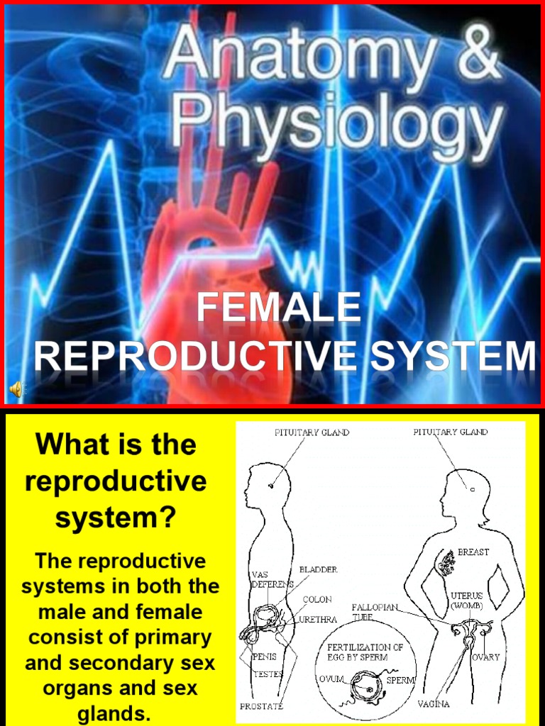 Overview of Female Reproductive Anatomy | PDF | Uterus | Menstrual Cycle
