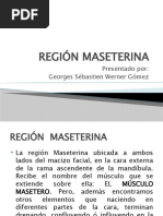 Anatomía Región Maseterina | PDF | Cabeza y cuello humanos | Sistema ...