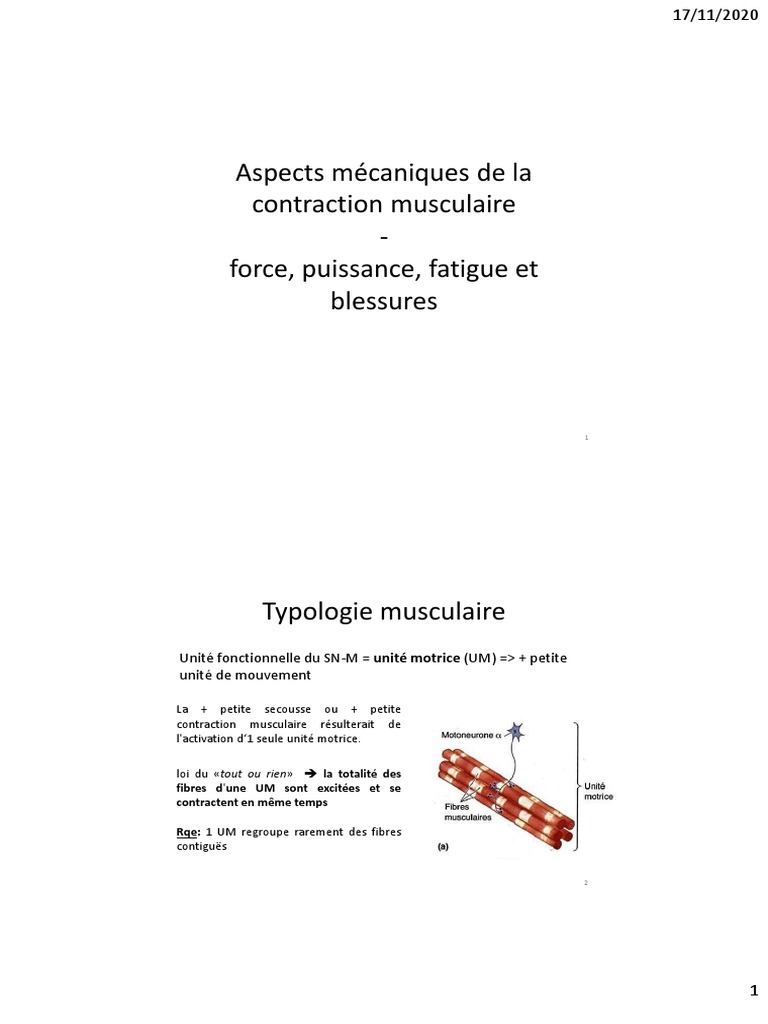 Typologie et Force Musculaire | PDF | Muscle squelettique | Contraction ...