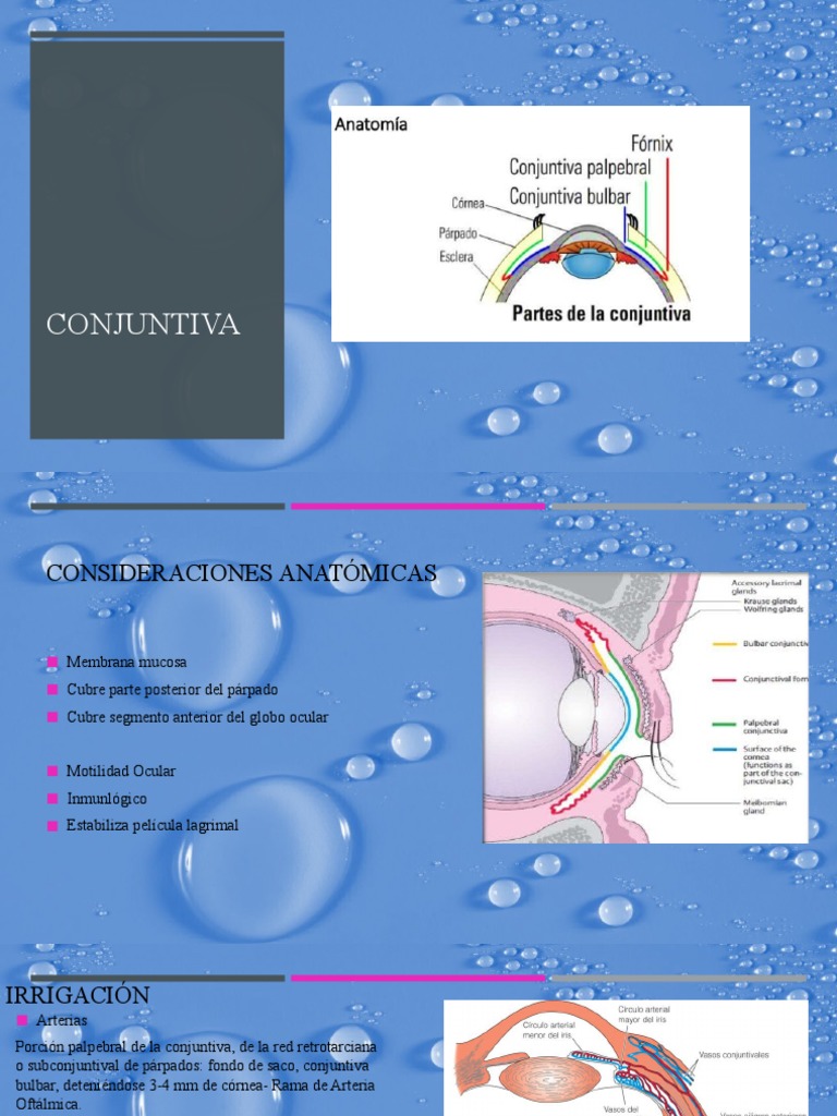 Anatomía y Función de la Conjuntiva | PDF | Anatomía | Órgano (anatomía)