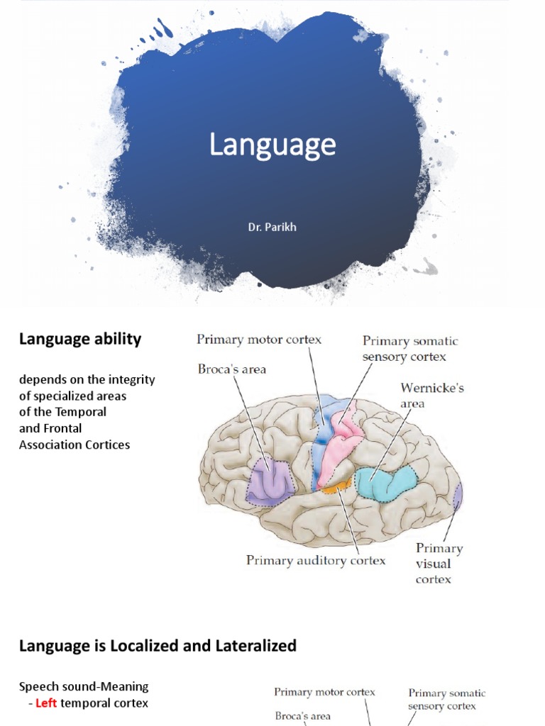 Language & Basal Ganglia - S23 | PDF | Basal Ganglia | Cerebral Cortex