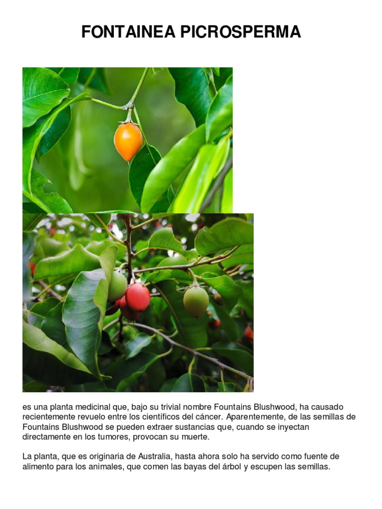 Fontainea Picrosperma | PDF | Cáncer | Ensayo clínico