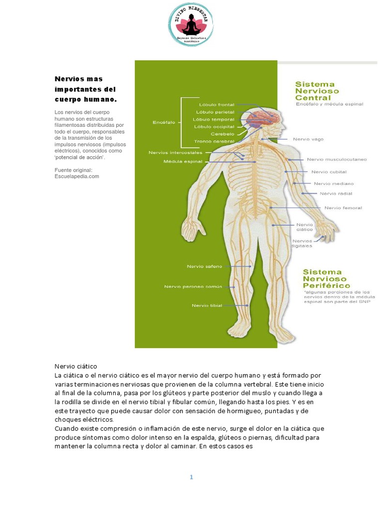 Nervio ciático | PDF | Anatomía humana | Sistema musculoesquelético