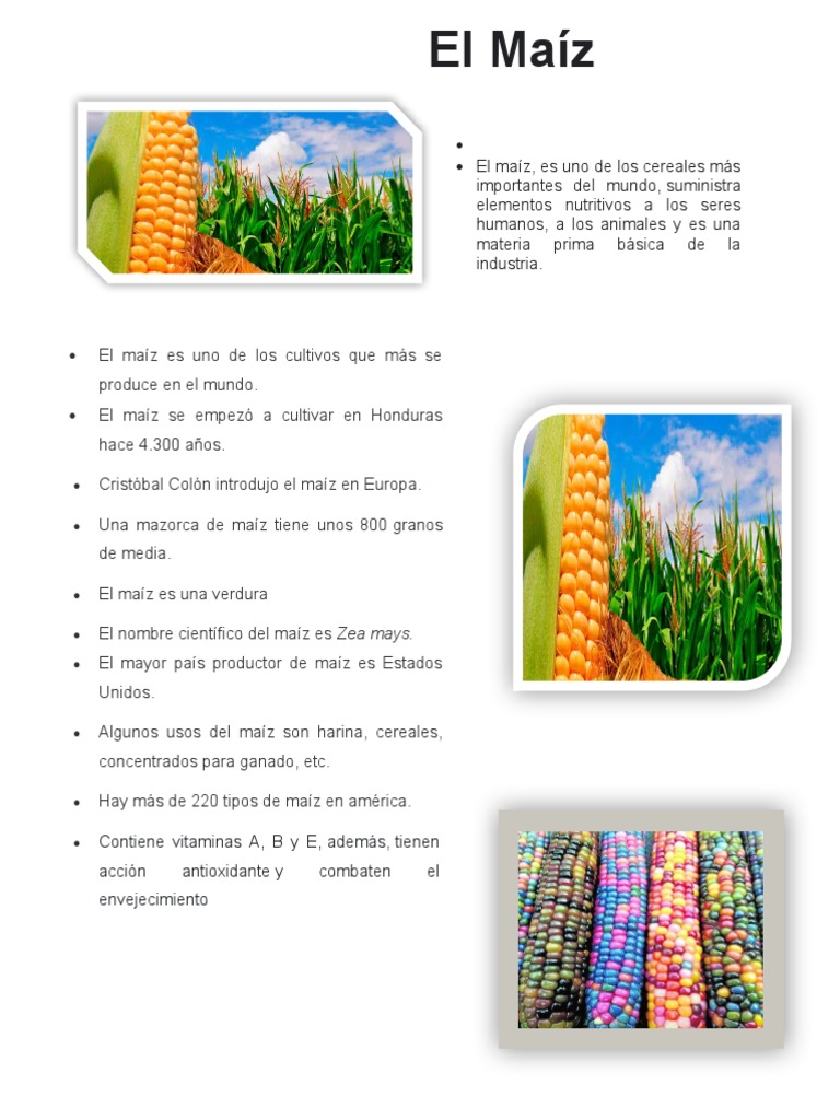 El Maíz | PDF | Araña | Maíz