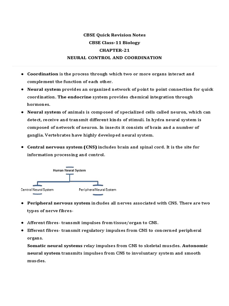 Neural Control and Coordination | PDF | Neuron | Nervous System