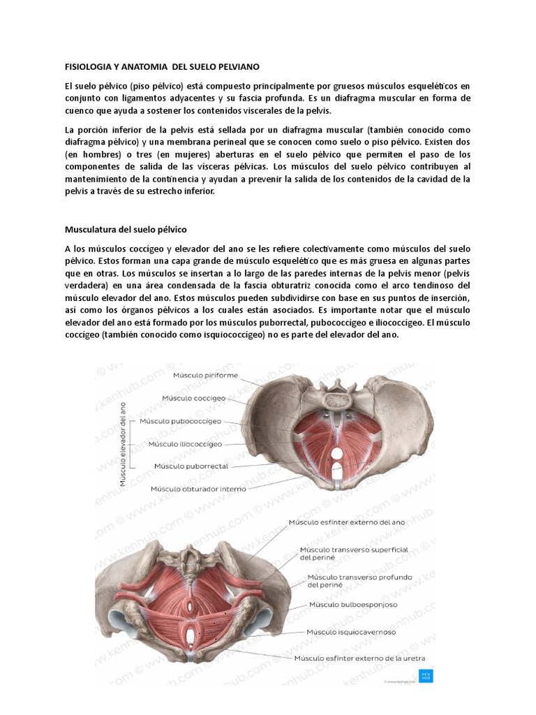 Anatomía y Función del Suelo Pélvico | PDF | Pelvis | Músculo