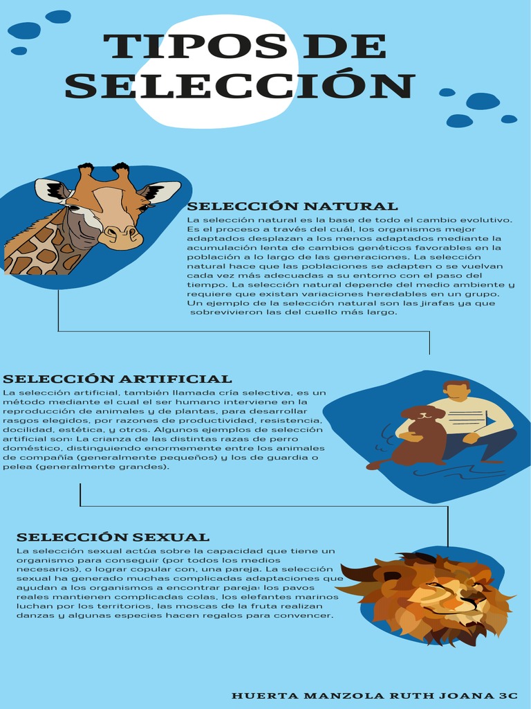 Tipos de Seleccion | PDF