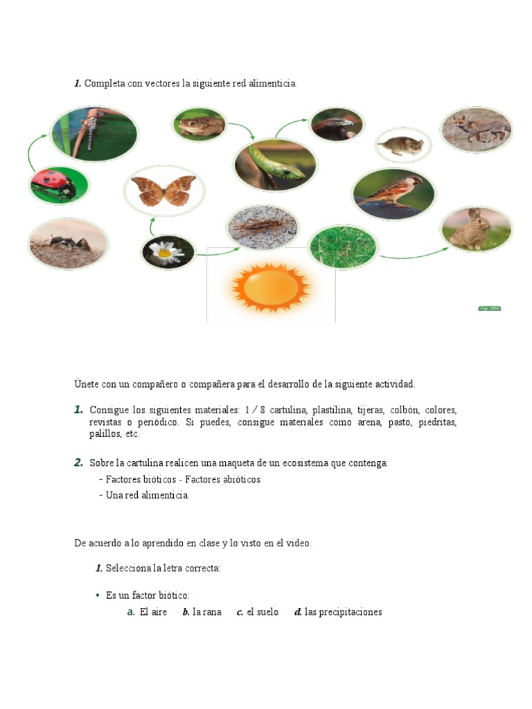 Actividad de Ecosistemas y Redes Alimenticias | PDF | Ecosistema ...