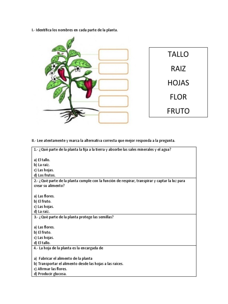 Guía de Partes y Funciones de Plantas | PDF | Plantas | Hoja
