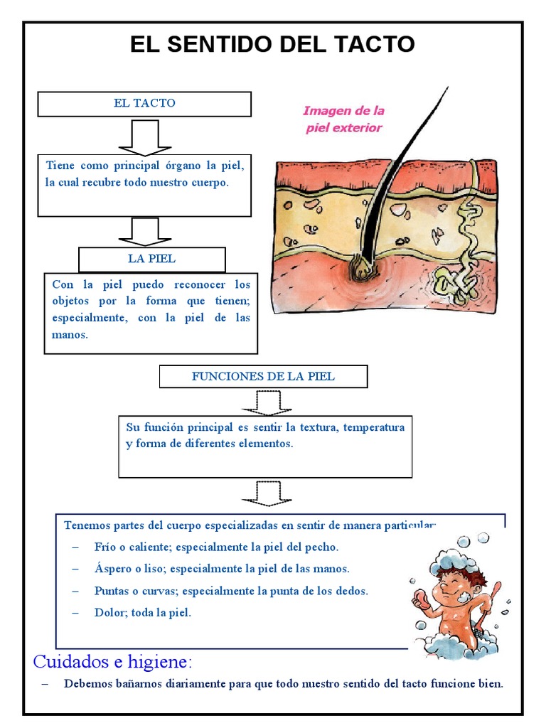 El Sentido Del Tacto para Segundo Grado de Primaria | PDF