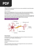 Nervous System_ Notes | PDF | Nerve | Nervous System