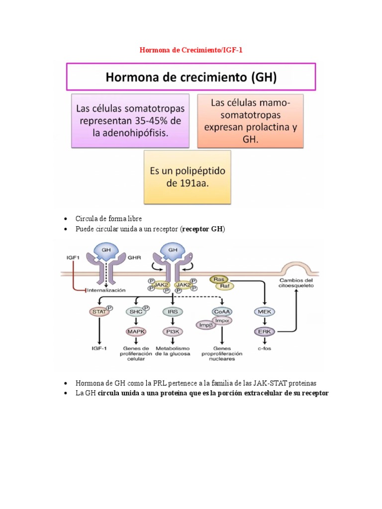 Hormona Crecimiento e IGF-1 | PDF