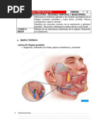Diapositivas de Regiones de La Cara | PDF | Anatomía humana | Anatomía