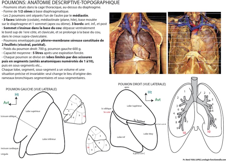 Poumon Anatomie Topographique PR PDF | PDF | Poumon | Organe