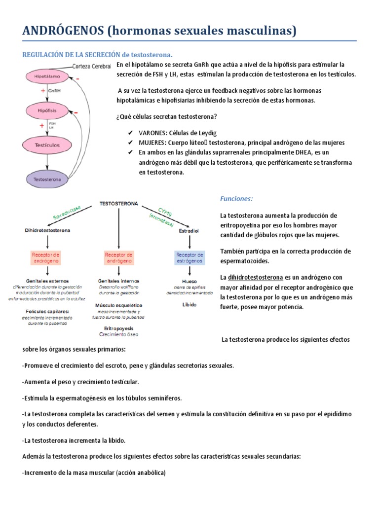 ANDRÓGENOS Farmaco I Cat 2 UBA | PDF | Testosterona | Andrógino