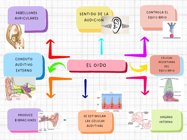 Mapa Mental El Oido | PDF